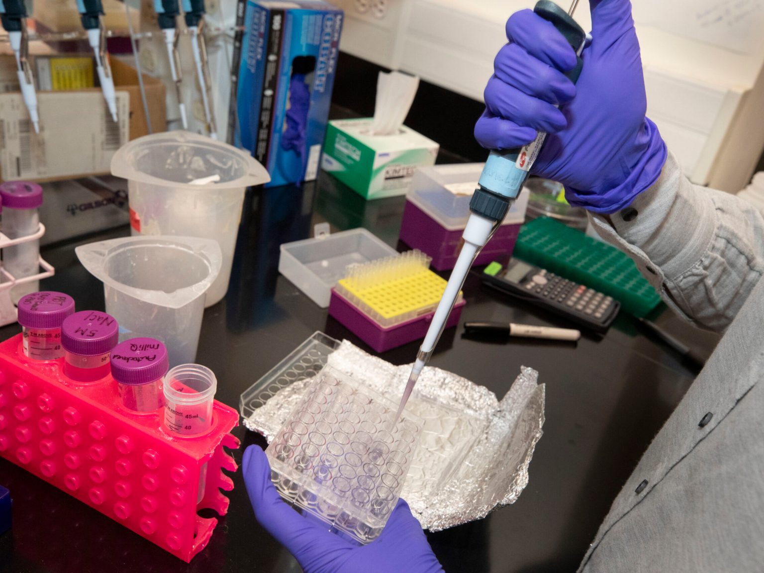 Progress at Risk - Harvard University