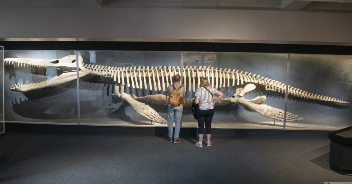 Museums - Harvard University