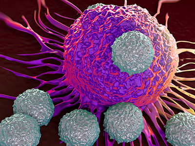 Immune System - Harvard University