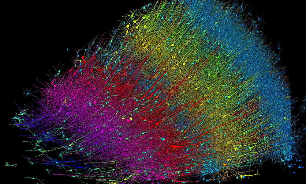 The Brain - Harvard University